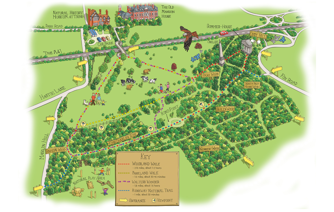 Walking at Tring Park | The Woodland Trust